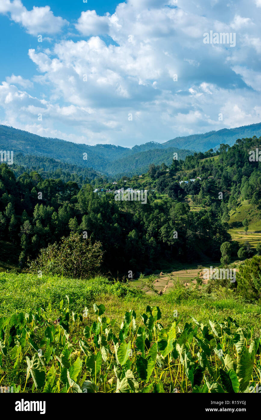 Stepping Fields in Bageswar - Himalaya Stock Photo - Alamy