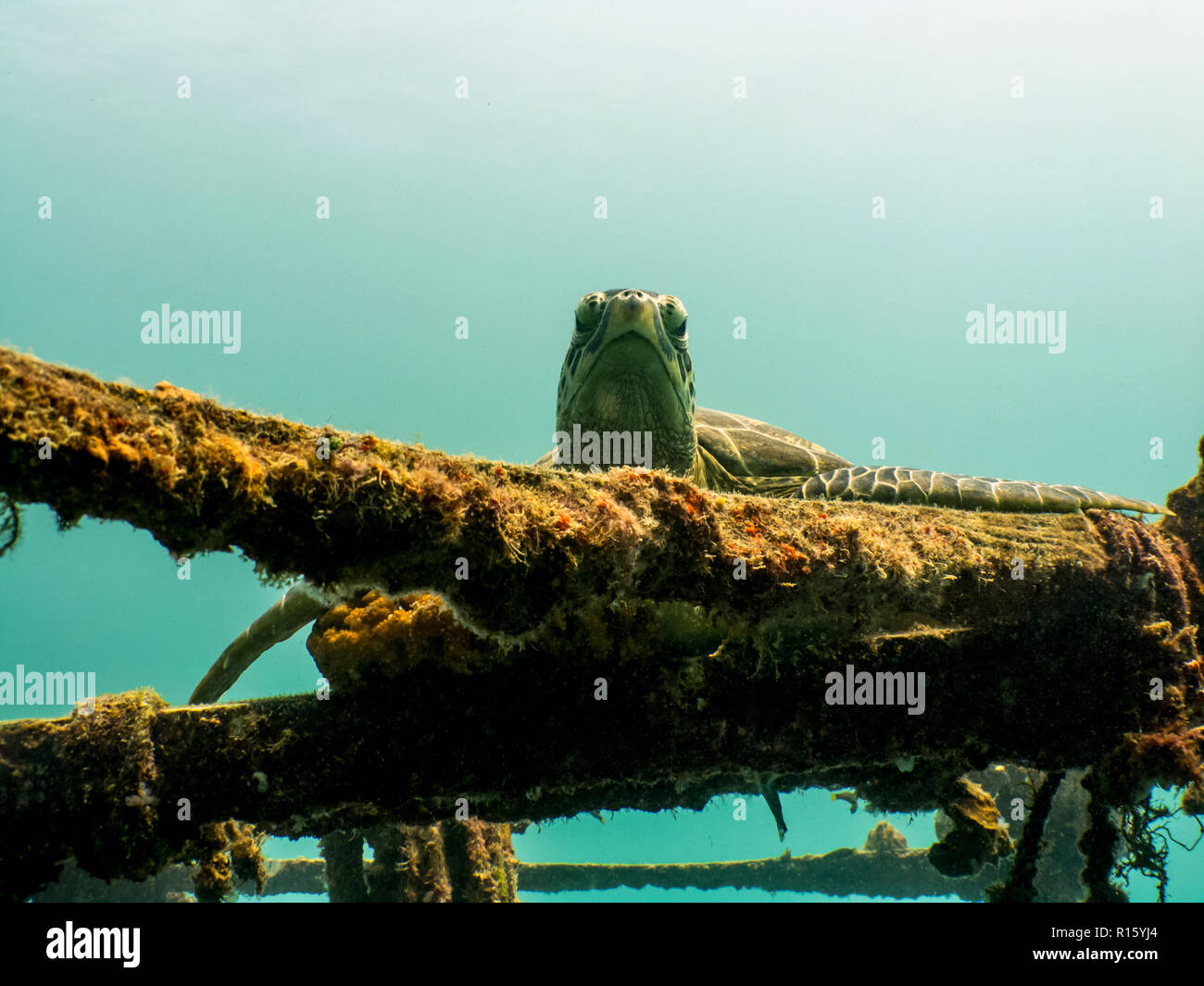 Ship wreck island hi-res stock photography and images - Alamy