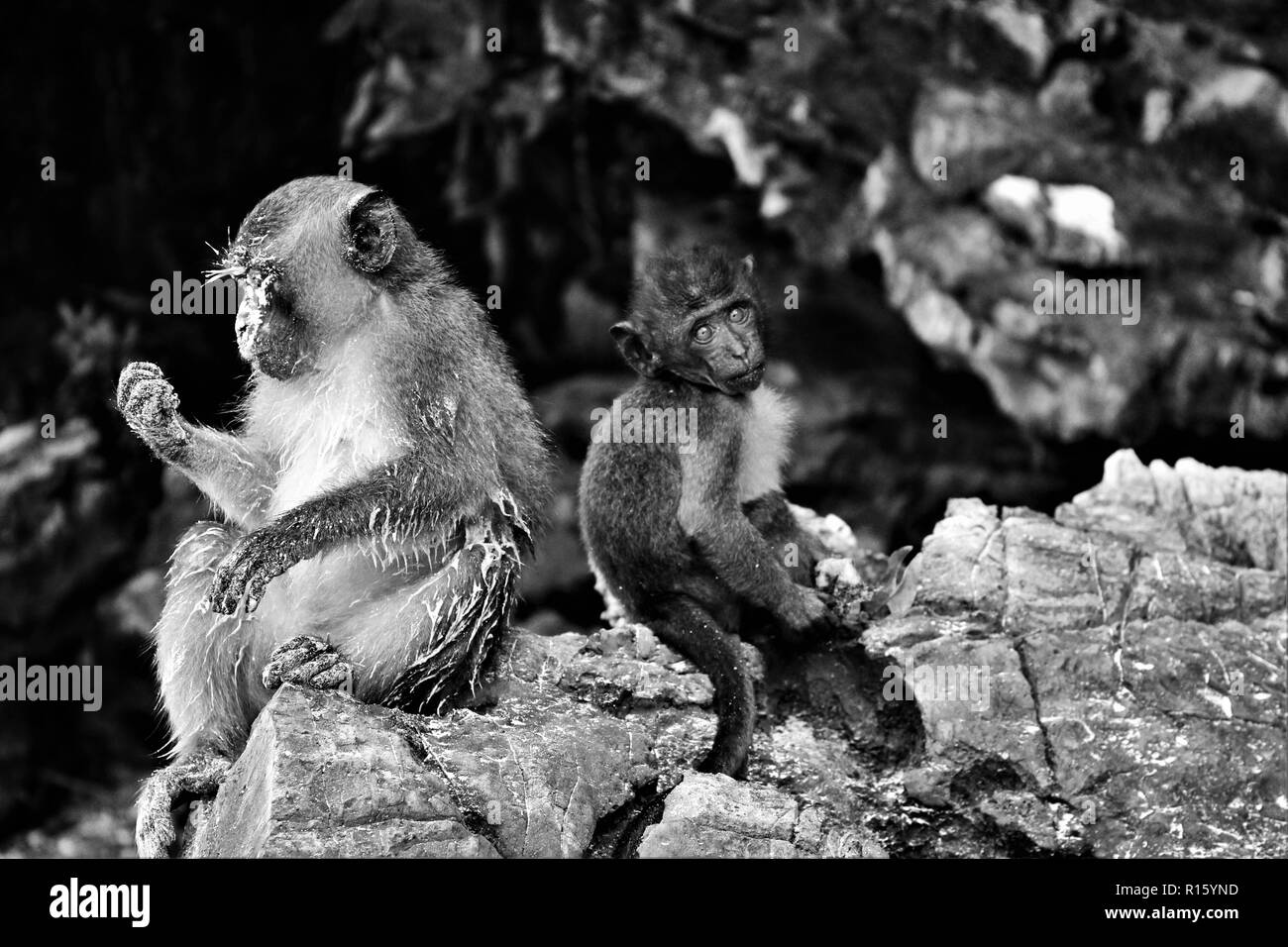 Monkey guardian hi-res stock photography and images - Alamy