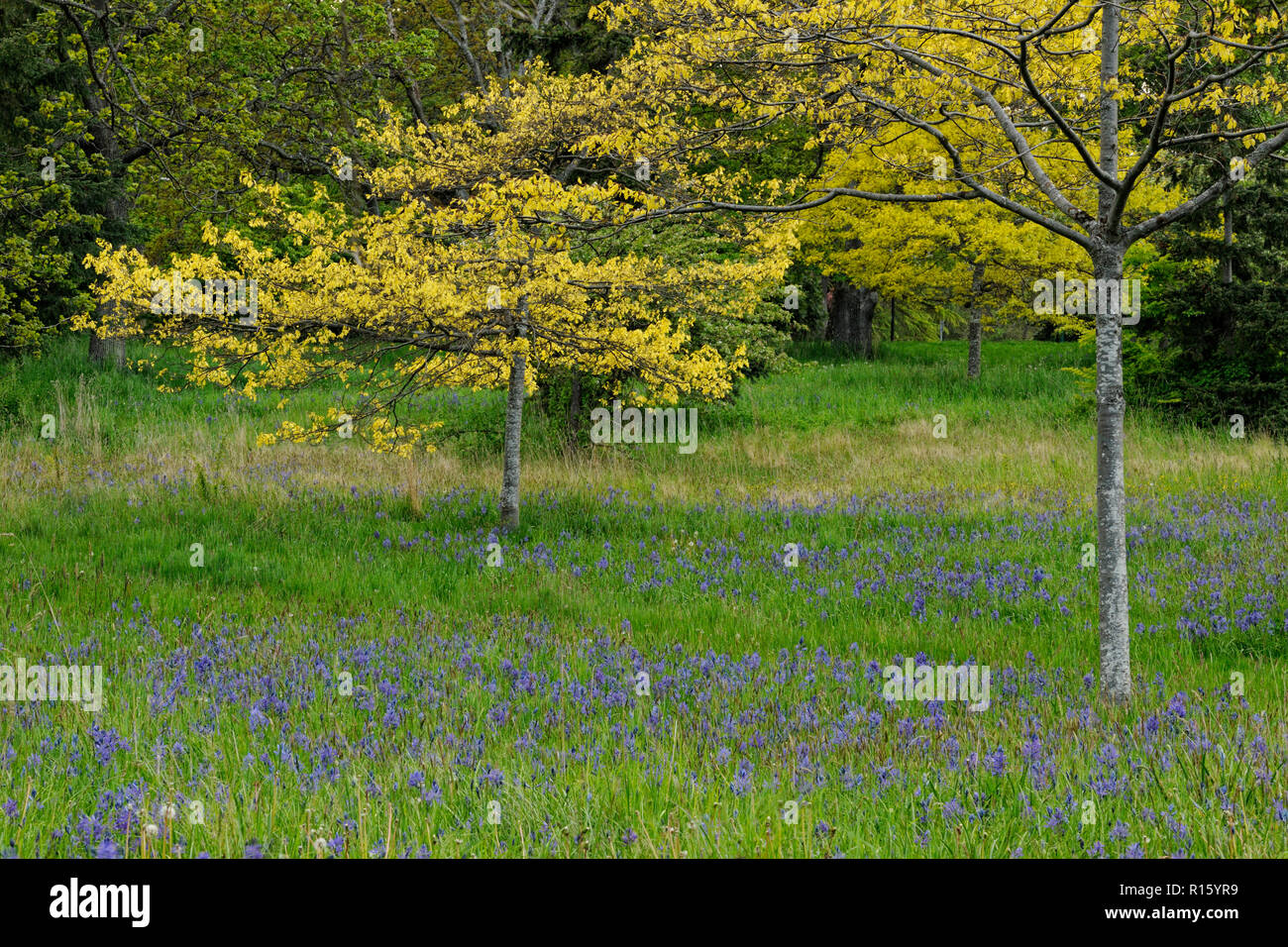 Beacon Hill Park with blue camas flowers in bloom, Victoria, BC, Canada ...