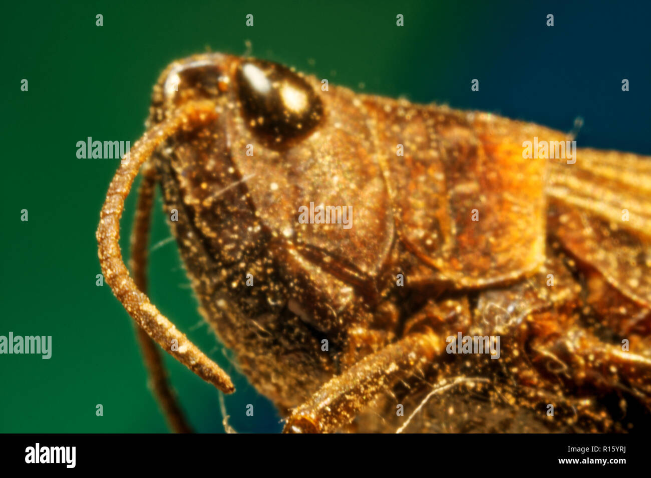 Orthopterous hi-res stock photography and images - Alamy