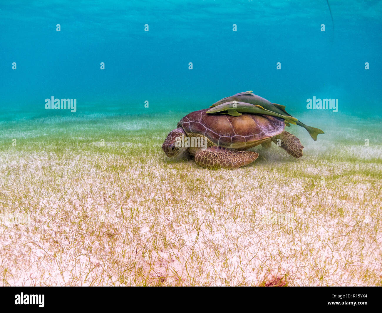 Green Sea Turtle Eats Grass with Remoras on Shell - Akumal, Mexico ...