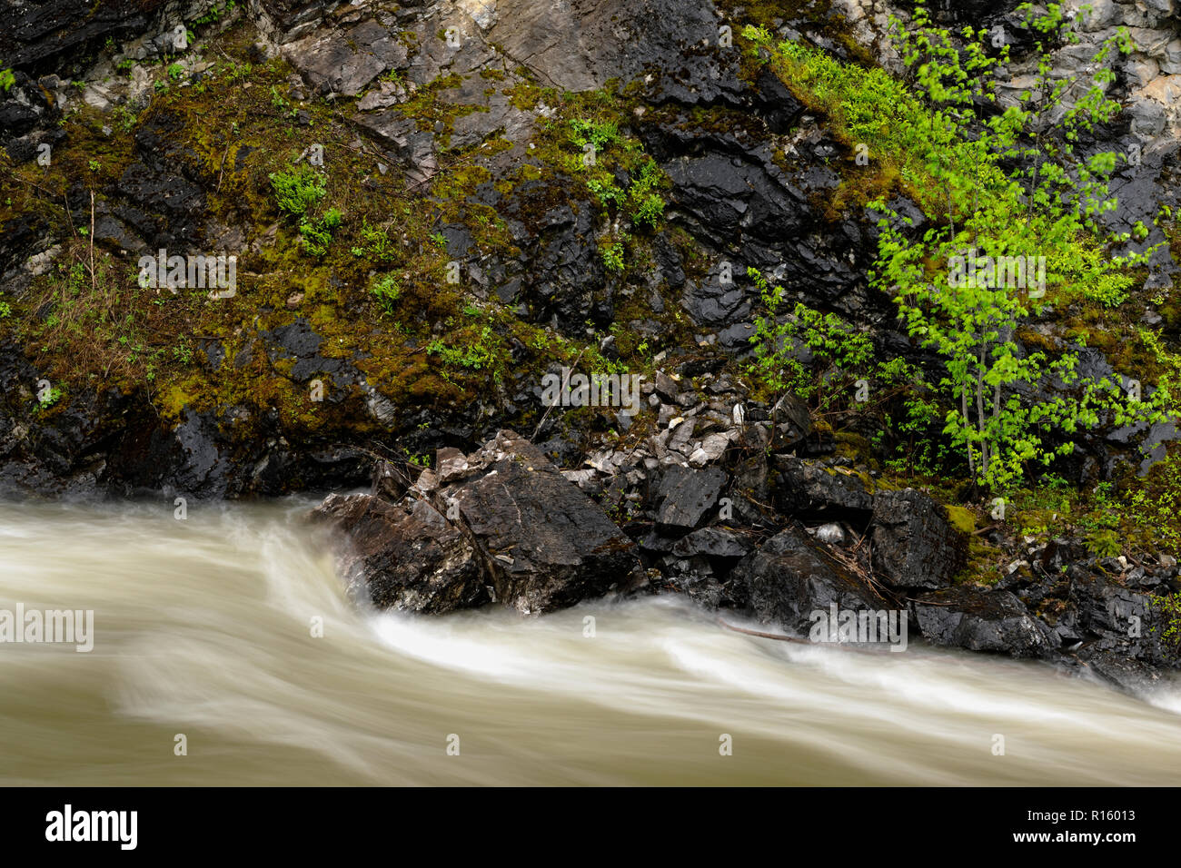 Salmo british columbia hi-res stock photography and images - Alamy