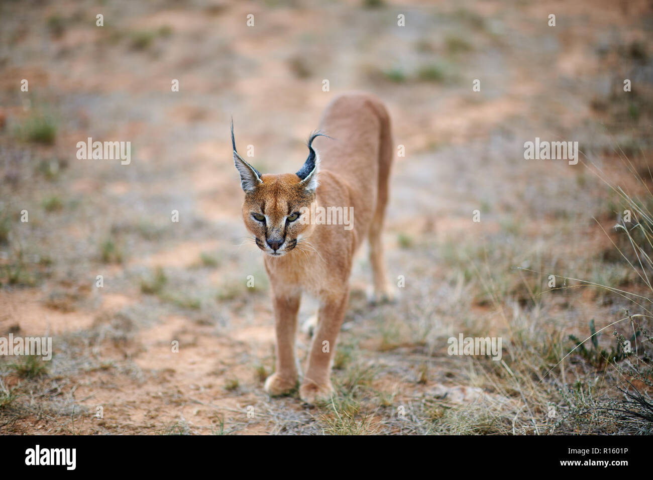 Wild life in Namibia Stock Photo - Alamy