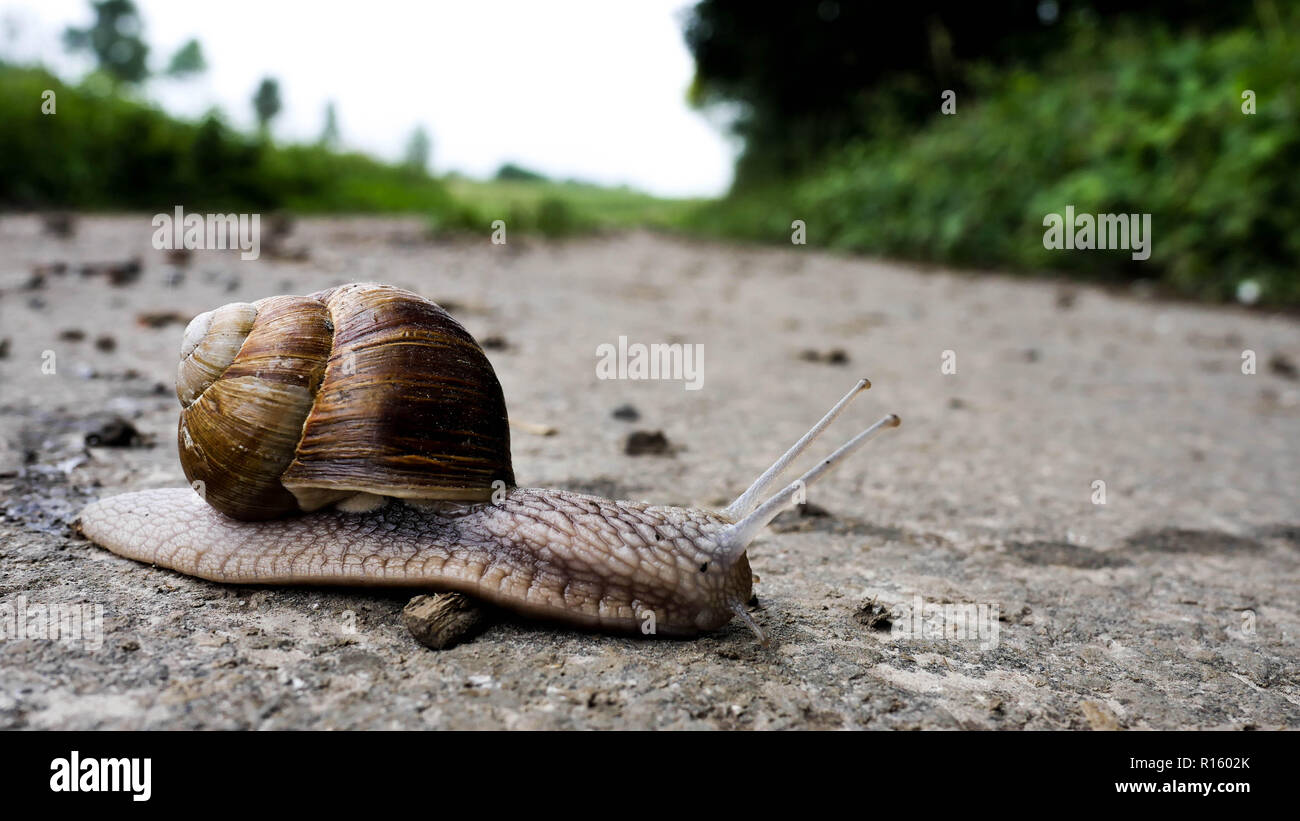 German grapevine snail Stock Photo - Alamy
