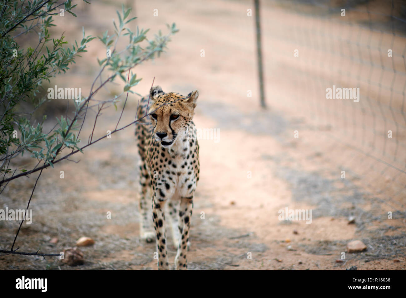 Cheetah in Captivity Stock Photo - Alamy