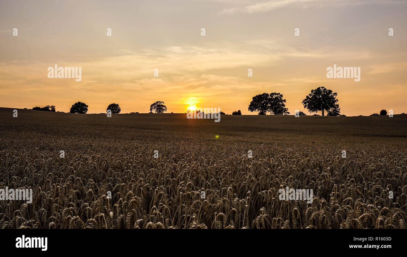 Dry wheat hi-res stock photography and images - Alamy