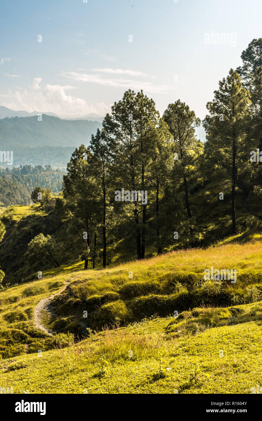 Pines Tree Forest in Bageswar, Uttrakhand, India Stock Photo - Alamy