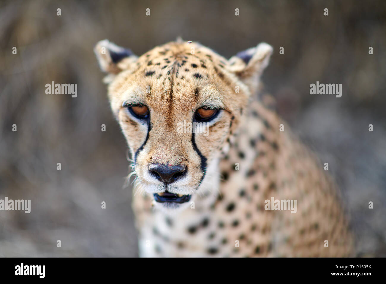 Cheetah in Captivity Stock Photo - Alamy