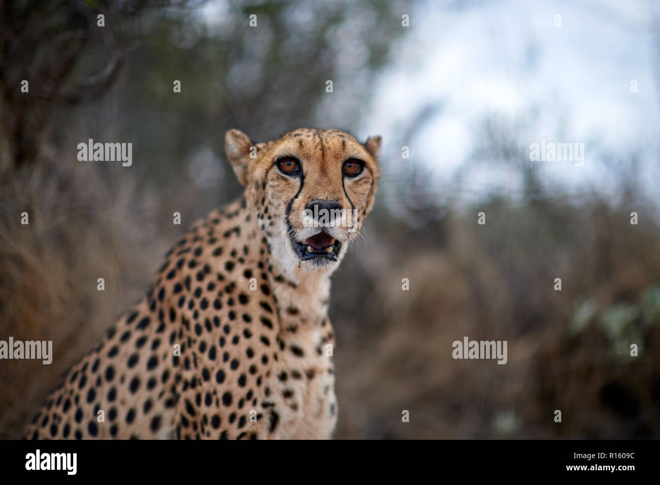 Cheetah in Captivity Stock Photo - Alamy