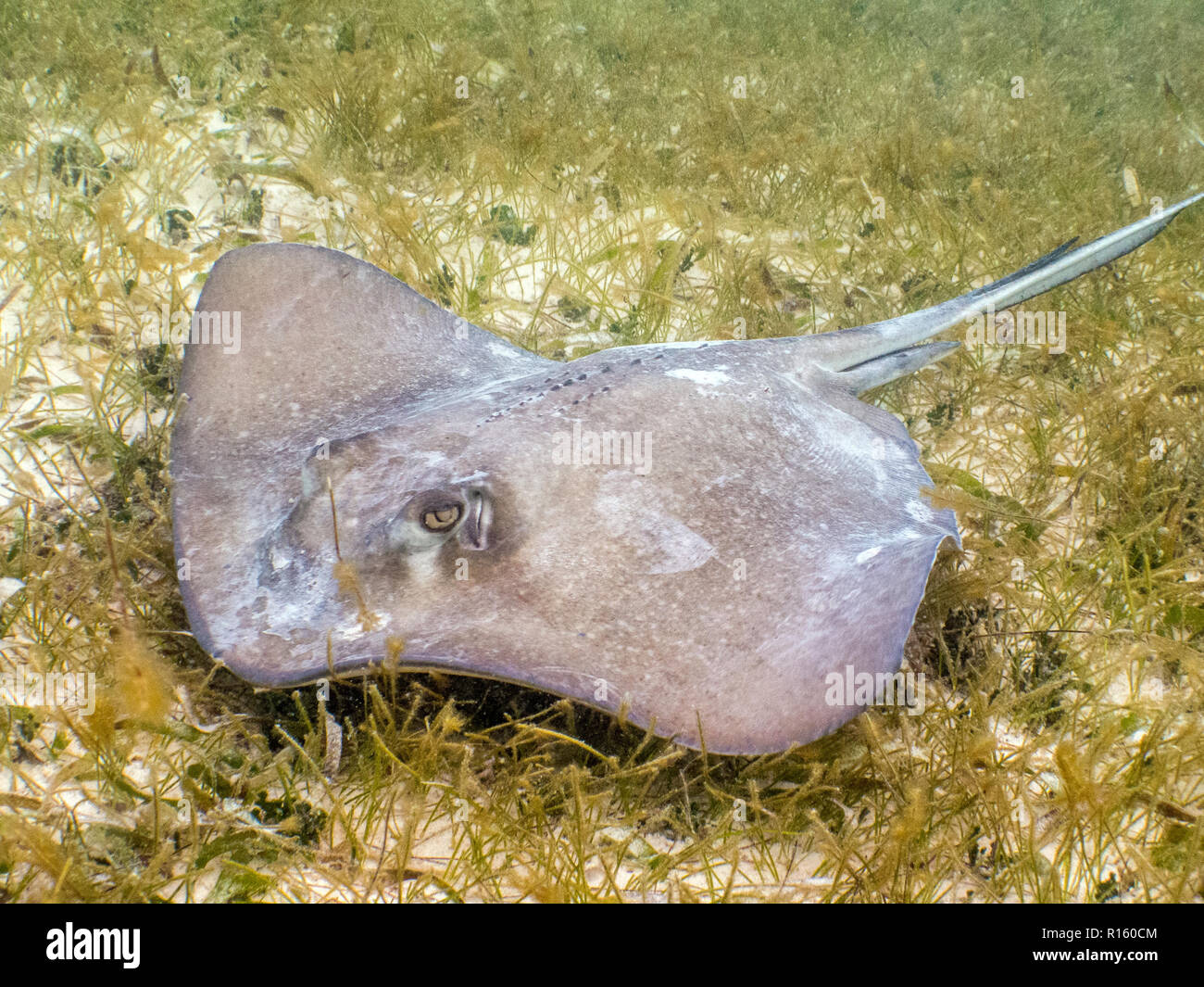 Stingray ocean hi-res stock photography and images - Alamy