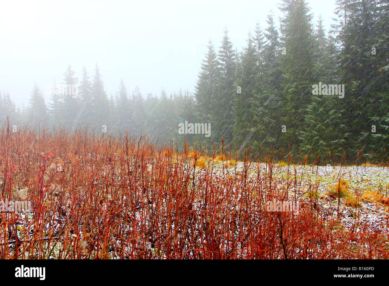First snow in forest. Mountain landscape with spruce forest and fringe ...