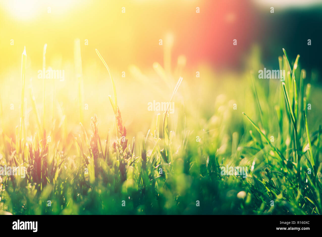 Green grass background with sun light Stock Photo - Alamy