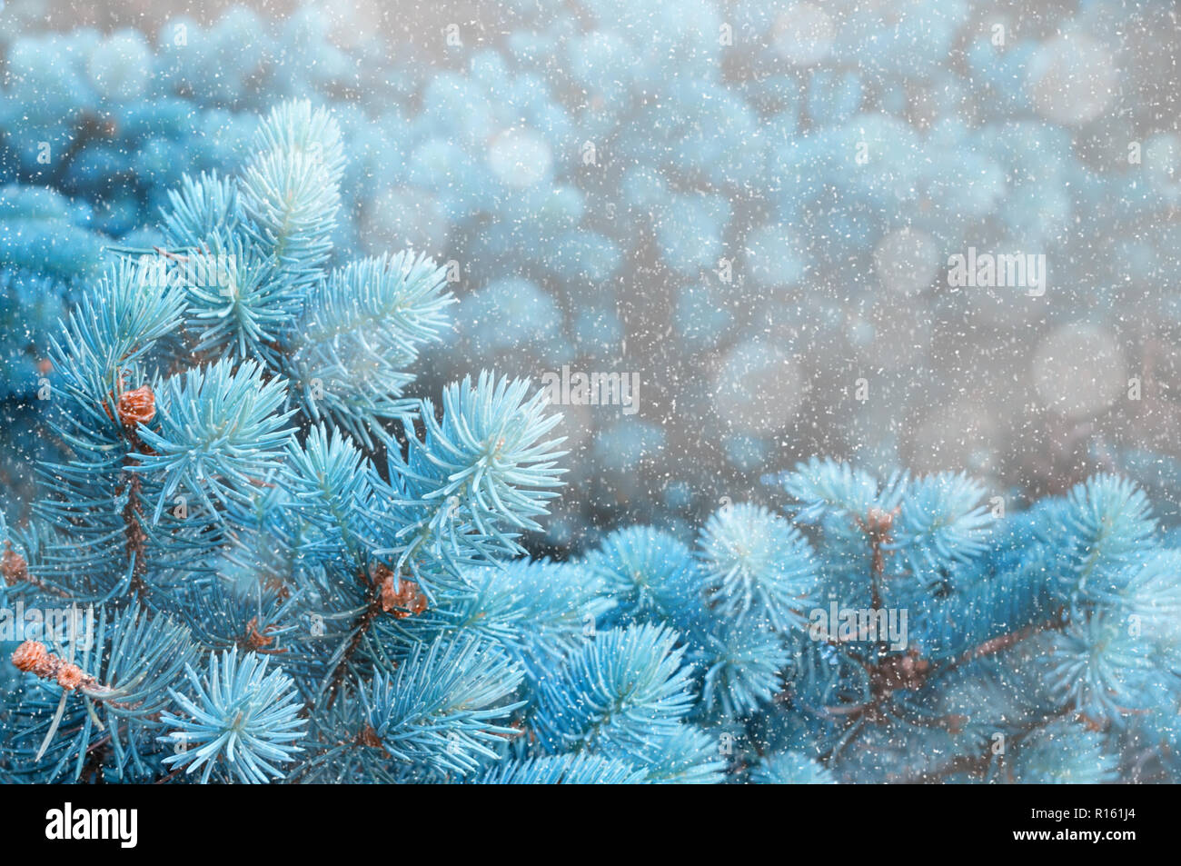 Winter landscape. Blue pine tree branches under winter snowfall ...
