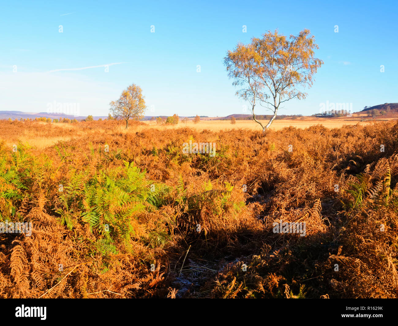 A Silver Birch and a Beech tree stand amidst golden and green ferns in ...