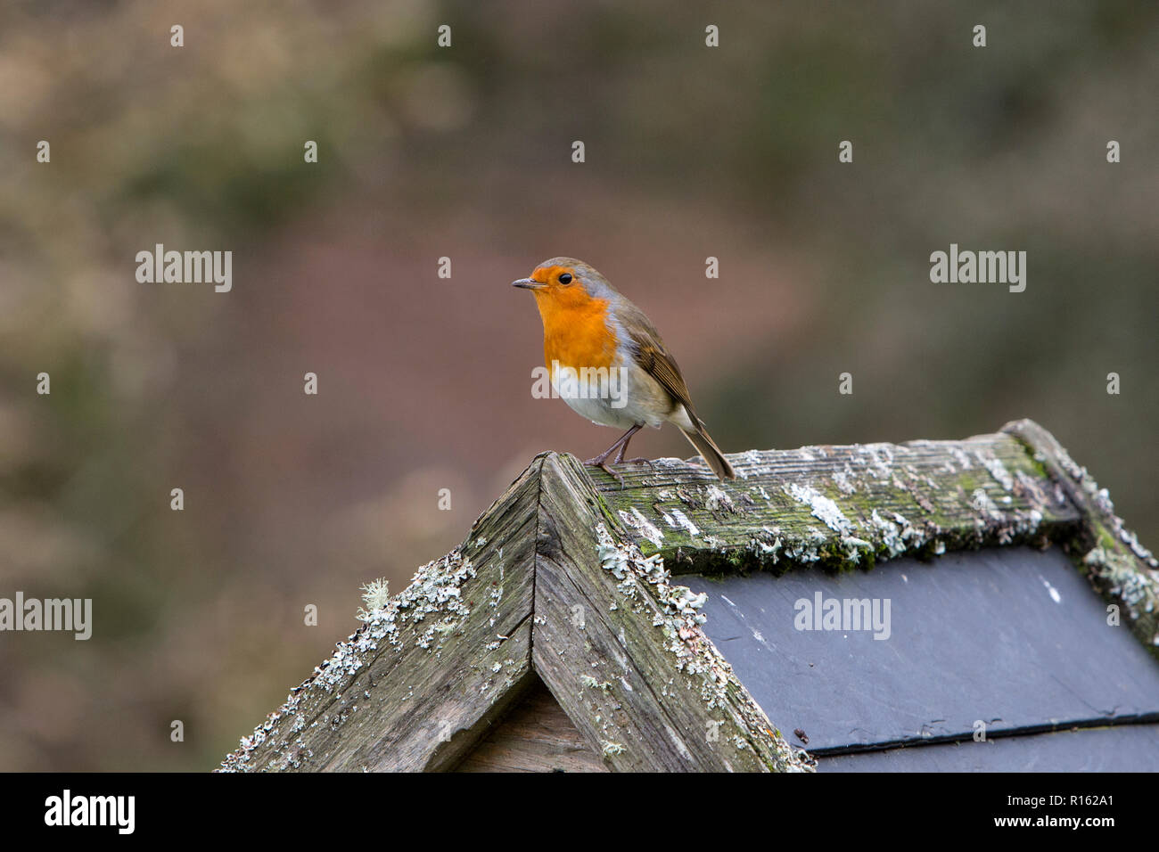 European Robin, Erithacus rubecula Stock Photo - Alamy