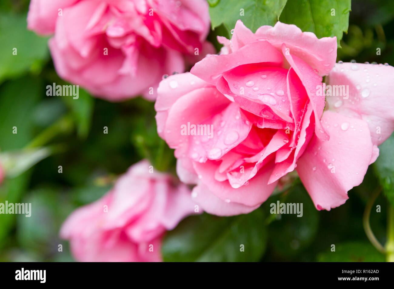 Raindrops falling on leaves close hi-res stock photography and images ...