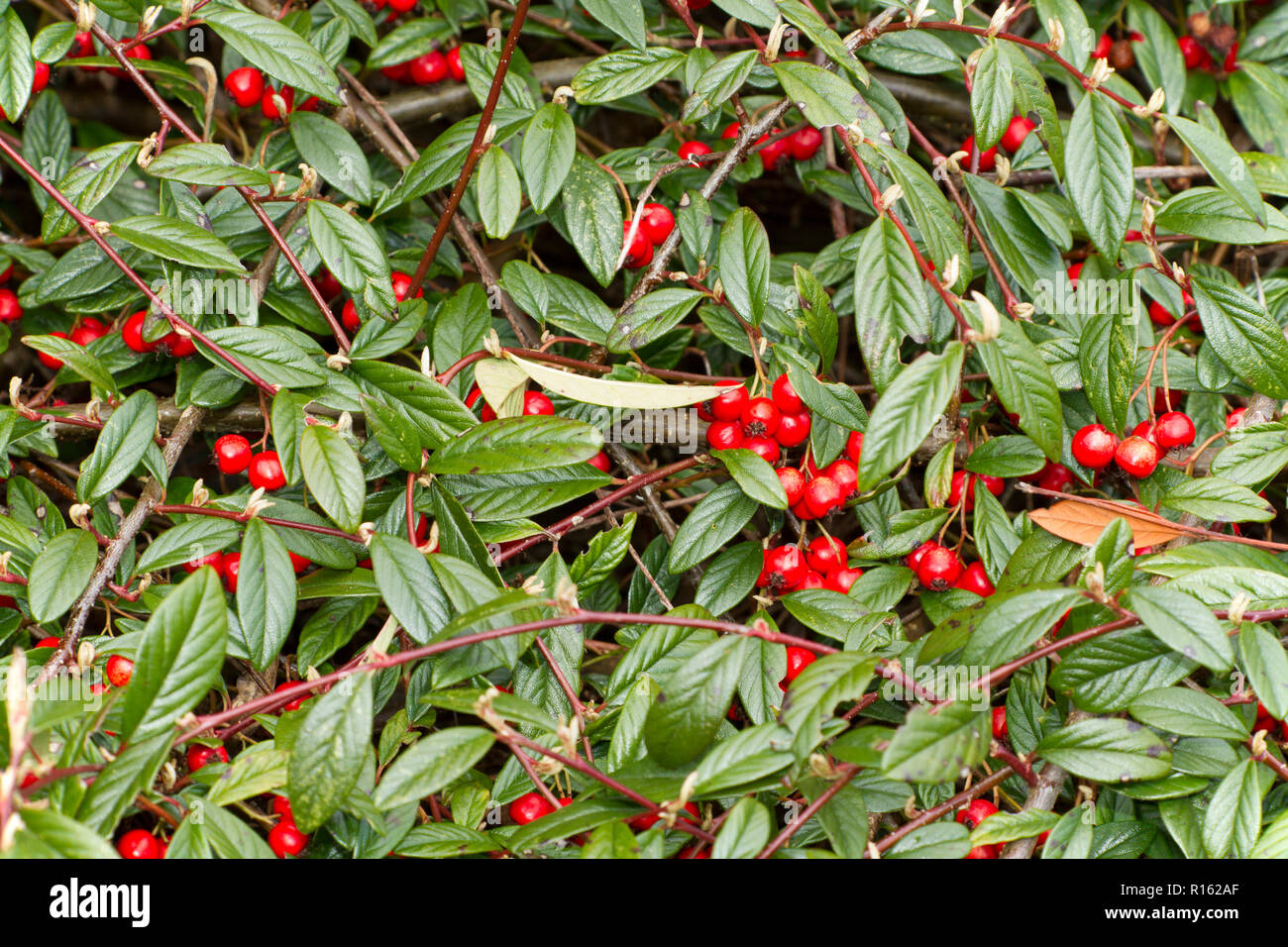 Red Berries in a green bush Stock Photo - Alamy