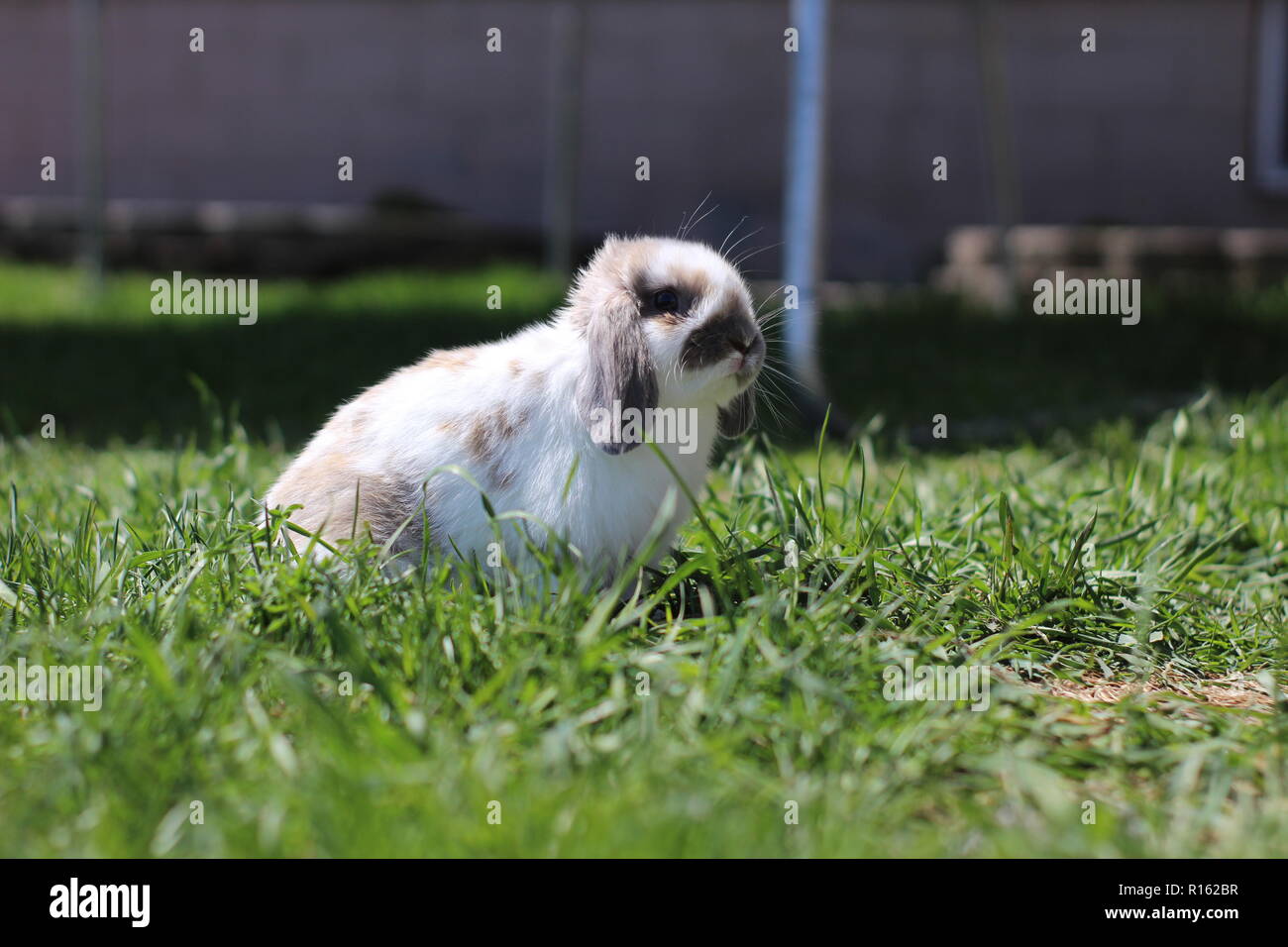 Animals are beautiful. They are too cute, just hugging them, kissing ...