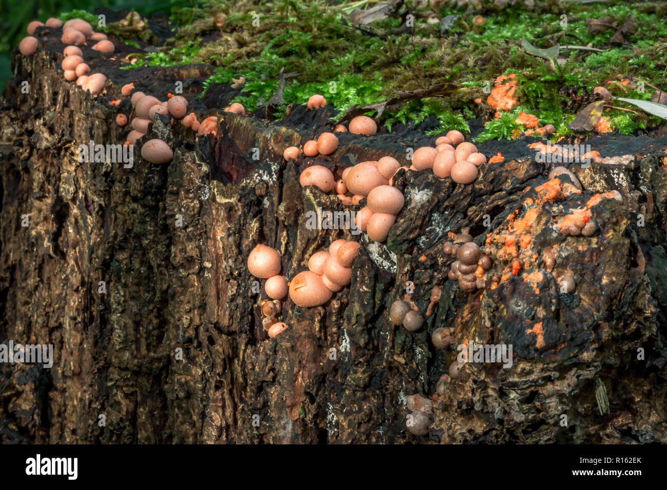 Mushrooms on dead wood hi-res stock photography and images - Alamy