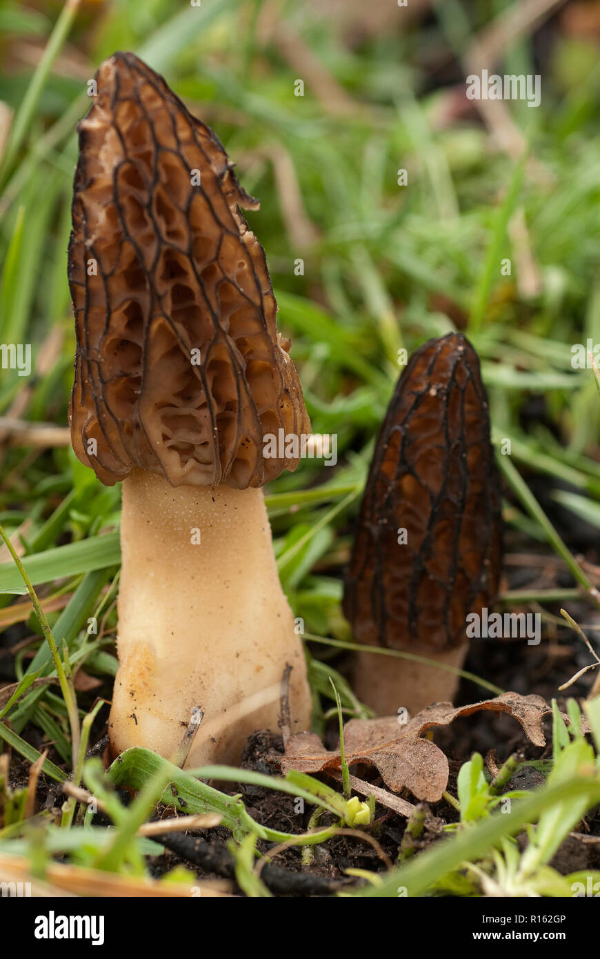 Common Morel Mushroom. Morchella esculenta Stock Photo - Alamy
