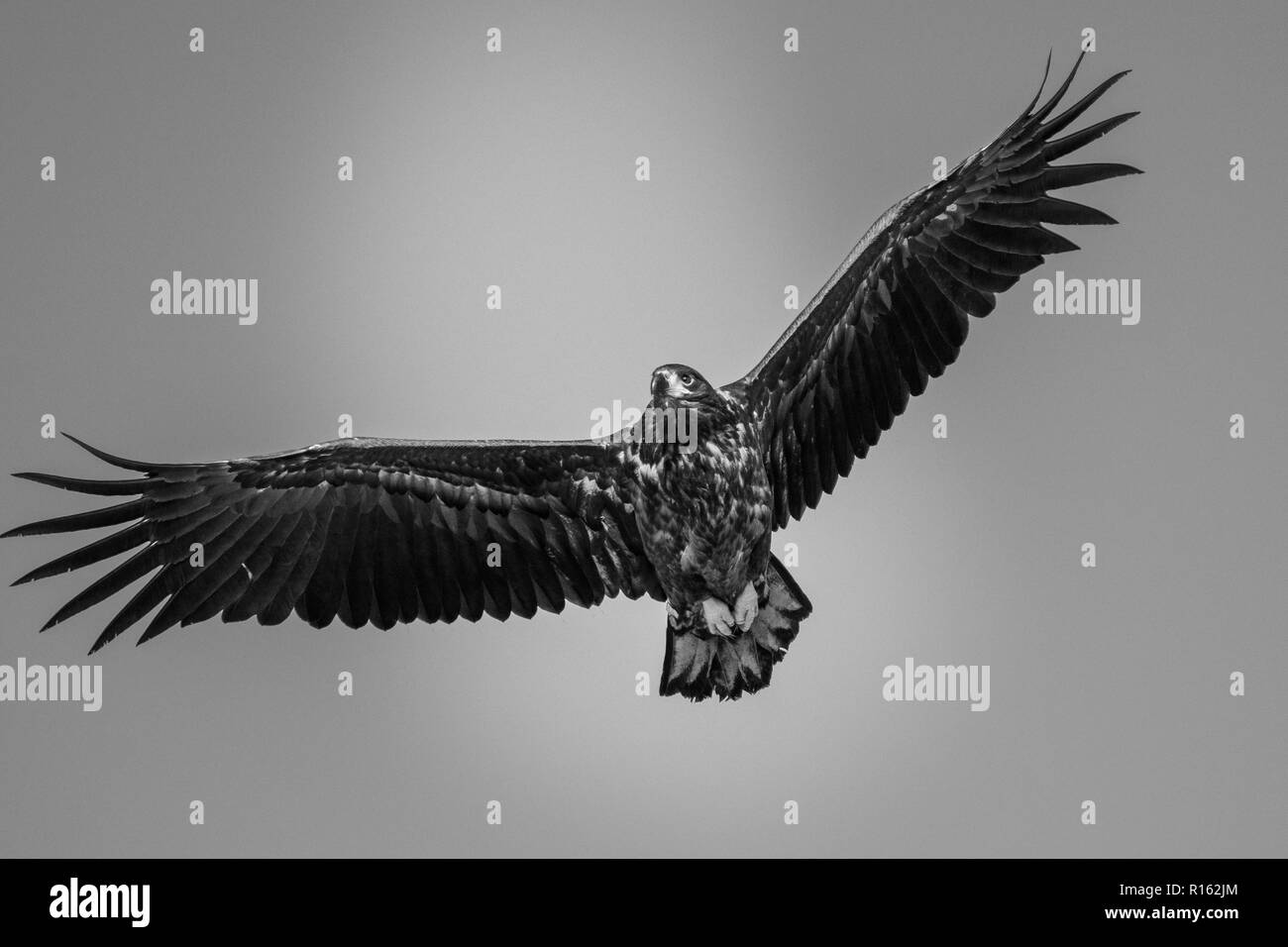 Bird natural colors Black and White Stock Photos & Images - Alamy