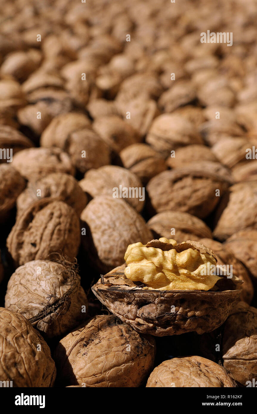 Group of nuts, nuts, vegetable oil Stock Photo - Alamy
