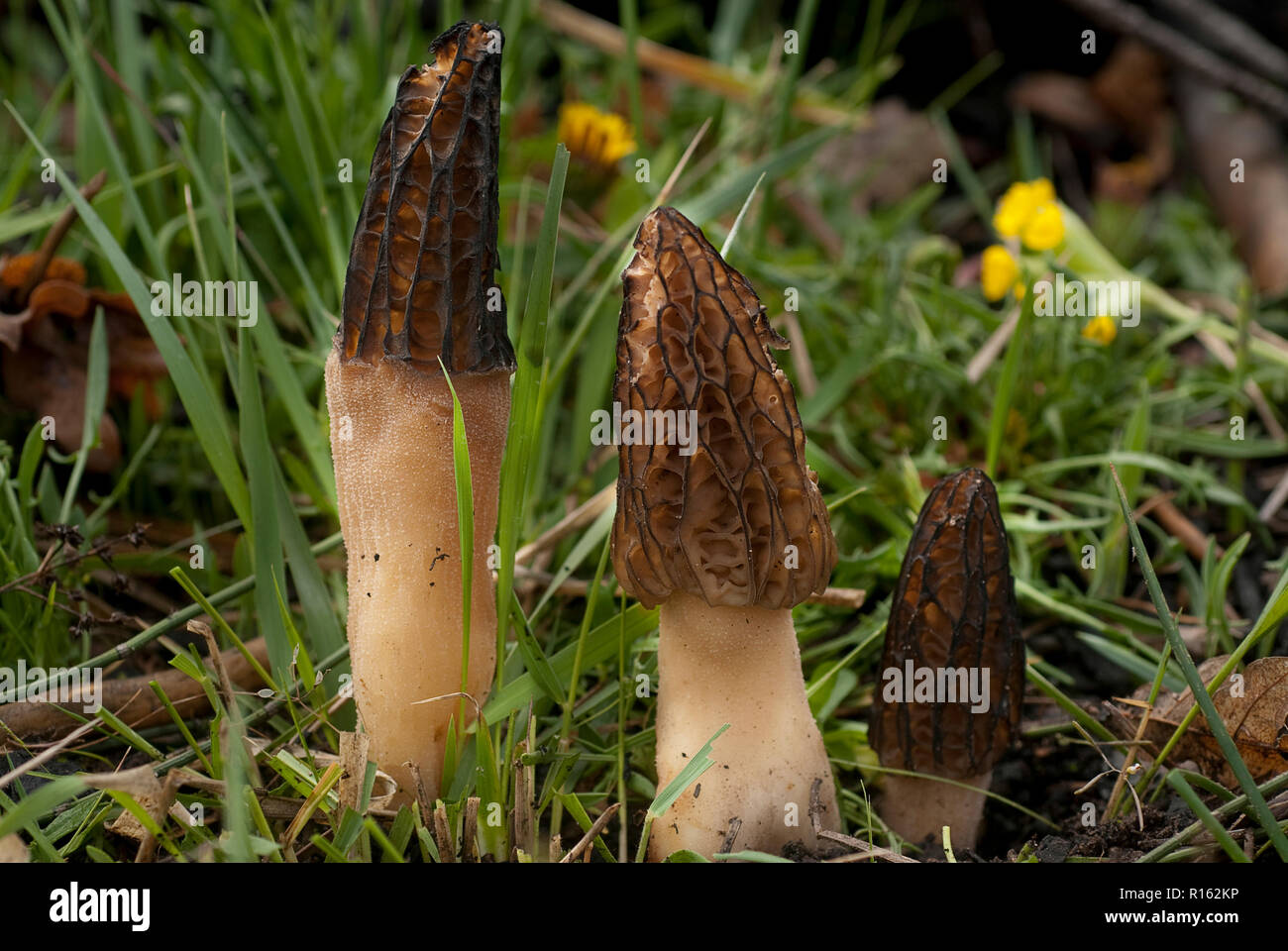 Grupo Morel Mushroom. Morchella esculenta Stock Photo - Alamy