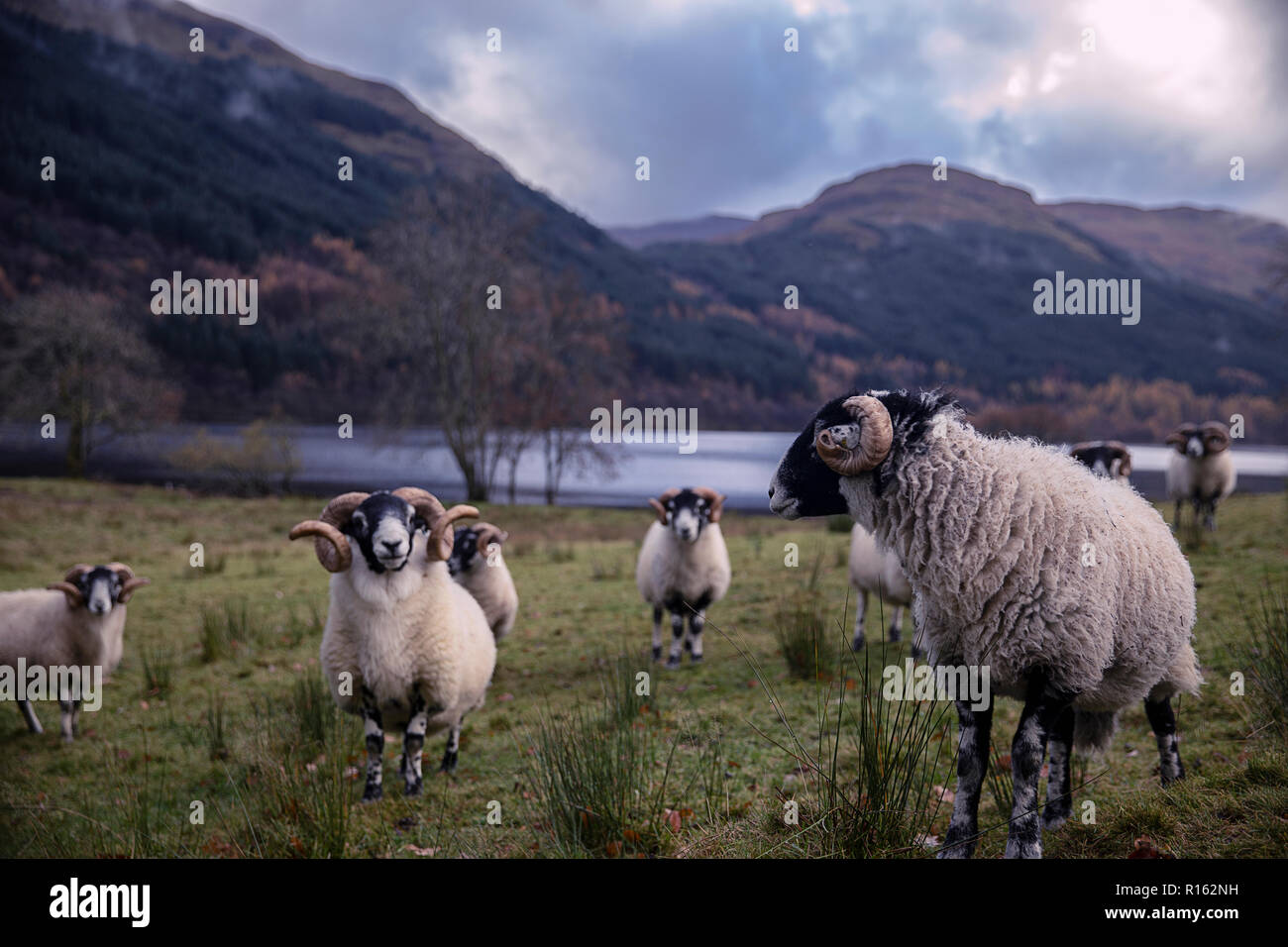 Scottish highlands sheep hi-res stock photography and images - Alamy
