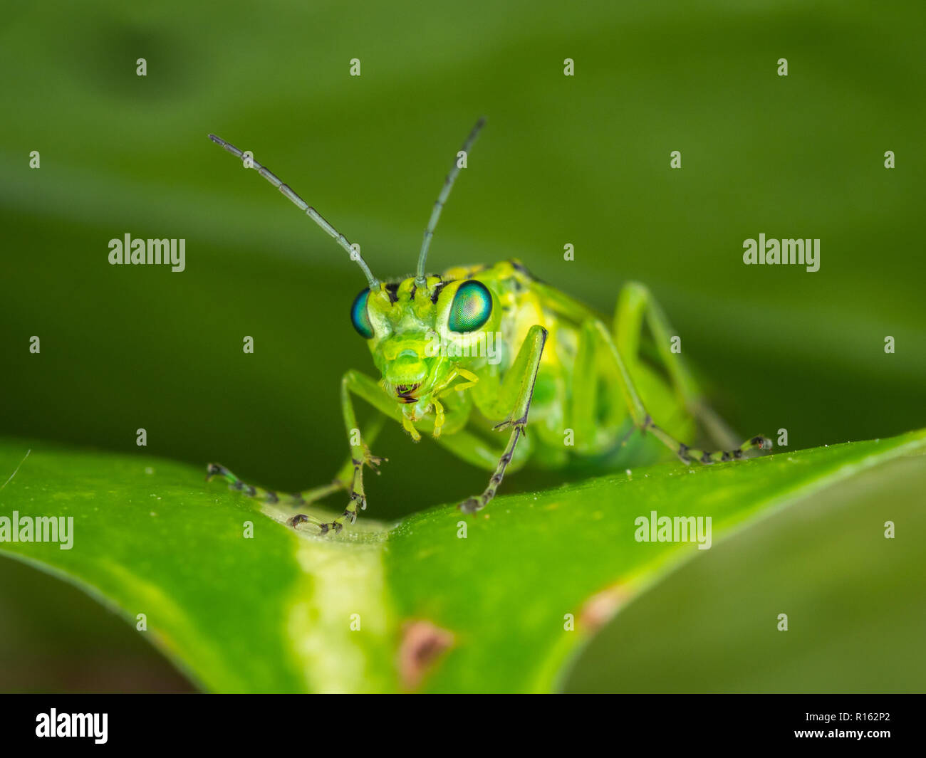 Rhogogaster viridis hi-res stock photography and images - Alamy