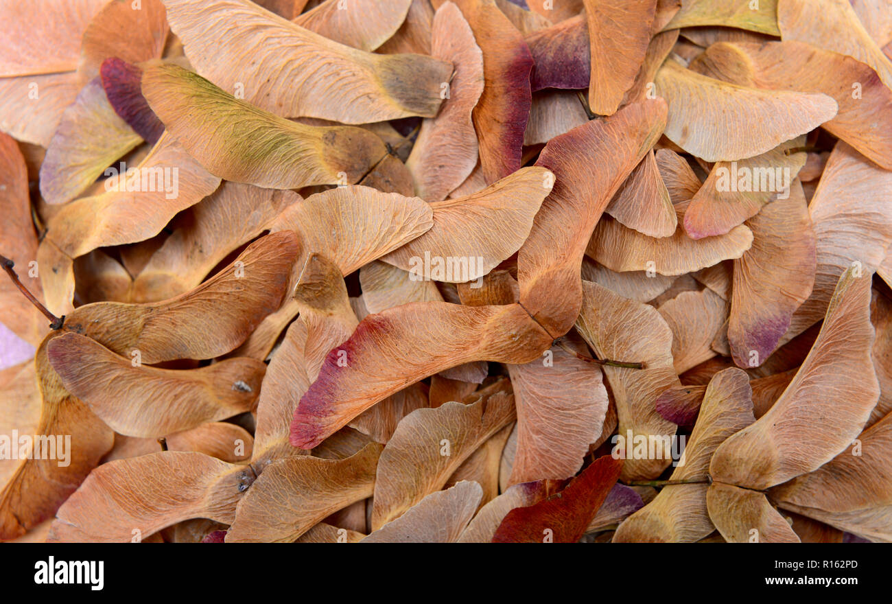 maple tree seeds texture pattern nature background Stock Photo - Alamy