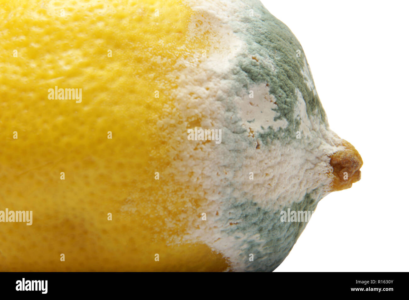 Moldy lemon isolated on white Stock Photo - Alamy