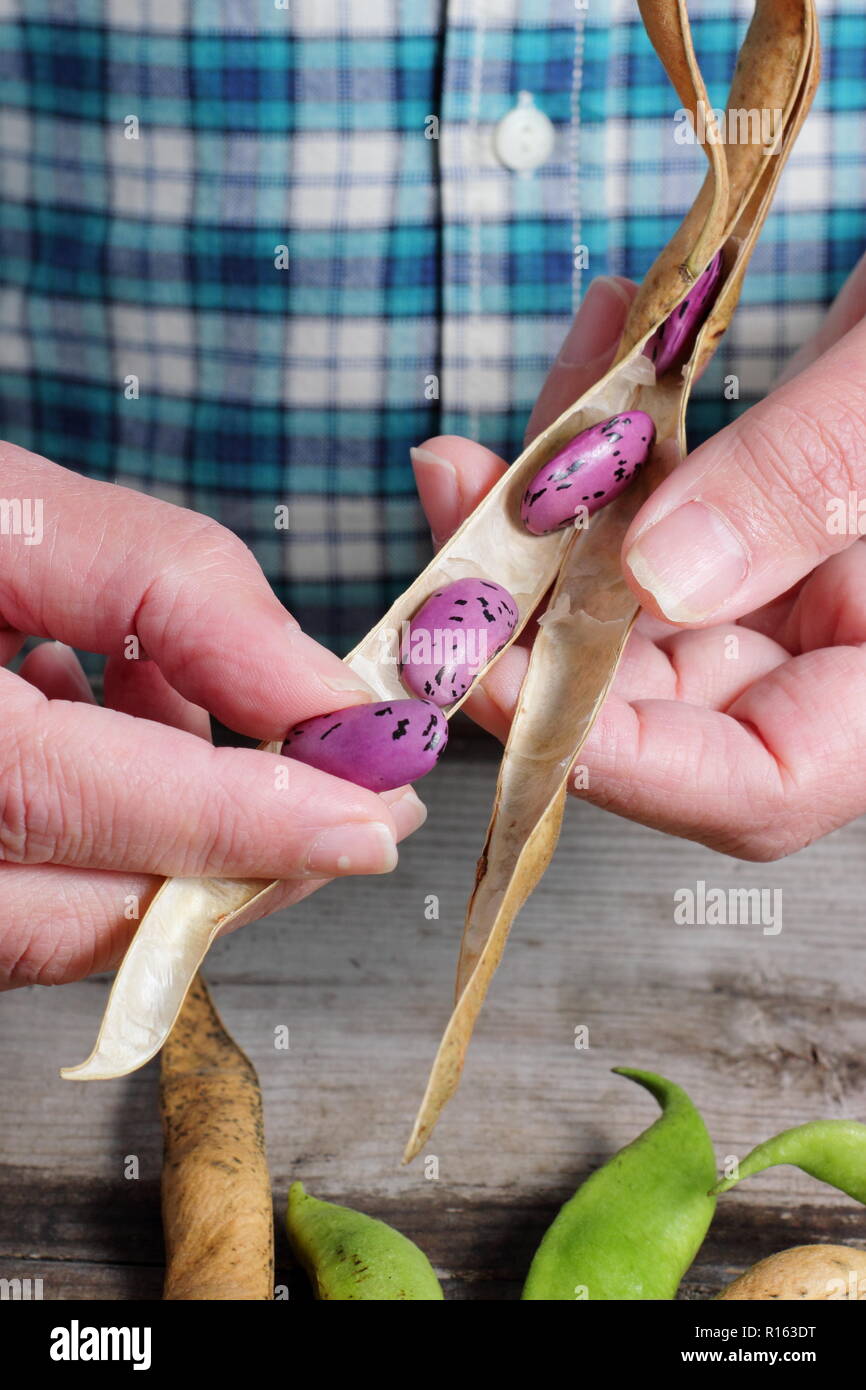 Phaseolus coccineus. Dried runner bean seed 'Scarlet Emperor' are ...
