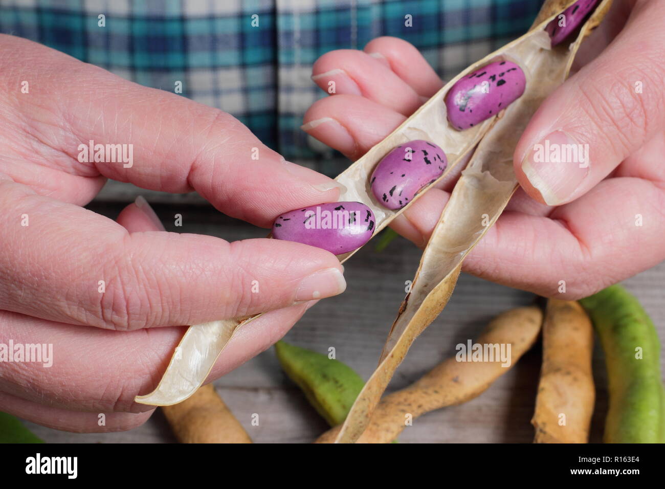 Phaseolus coccineus. Dried runner bean seed 'Scarlet Emperor' are ...