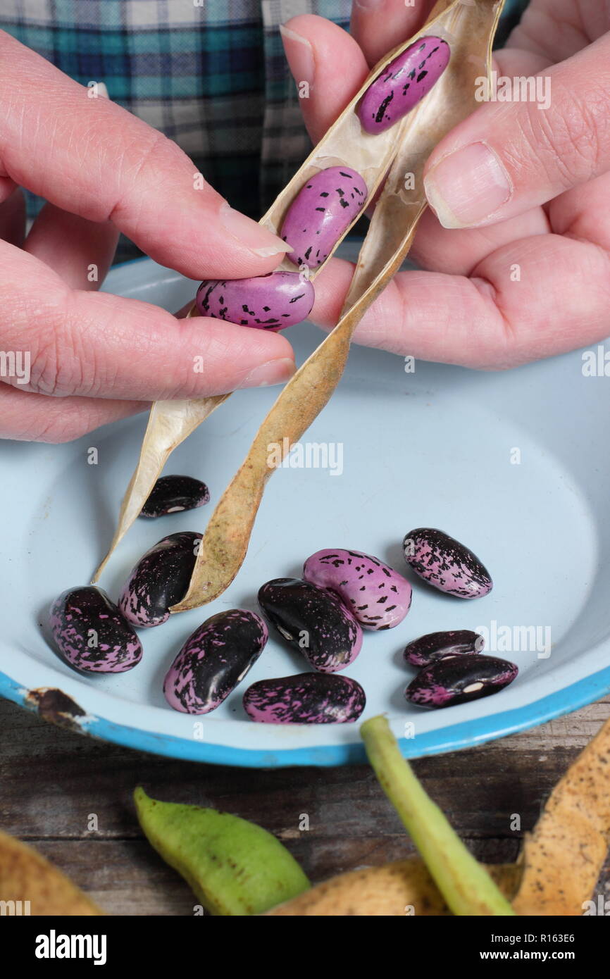 Save runner bean seeds hi-res stock photography and images - Alamy