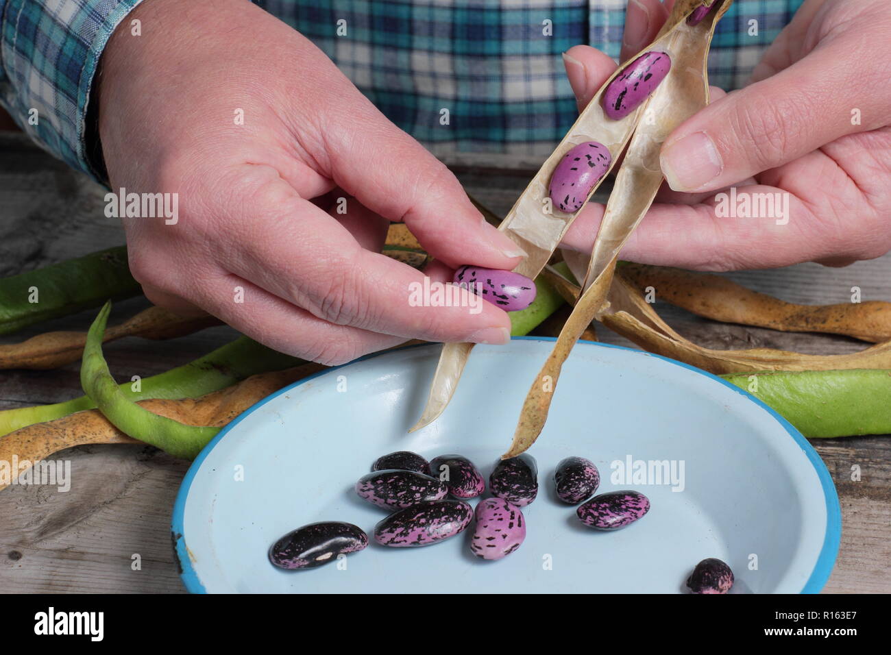 Phaseolus coccineus. Dried runner bean seed 'Scarlet Emperor' are ...