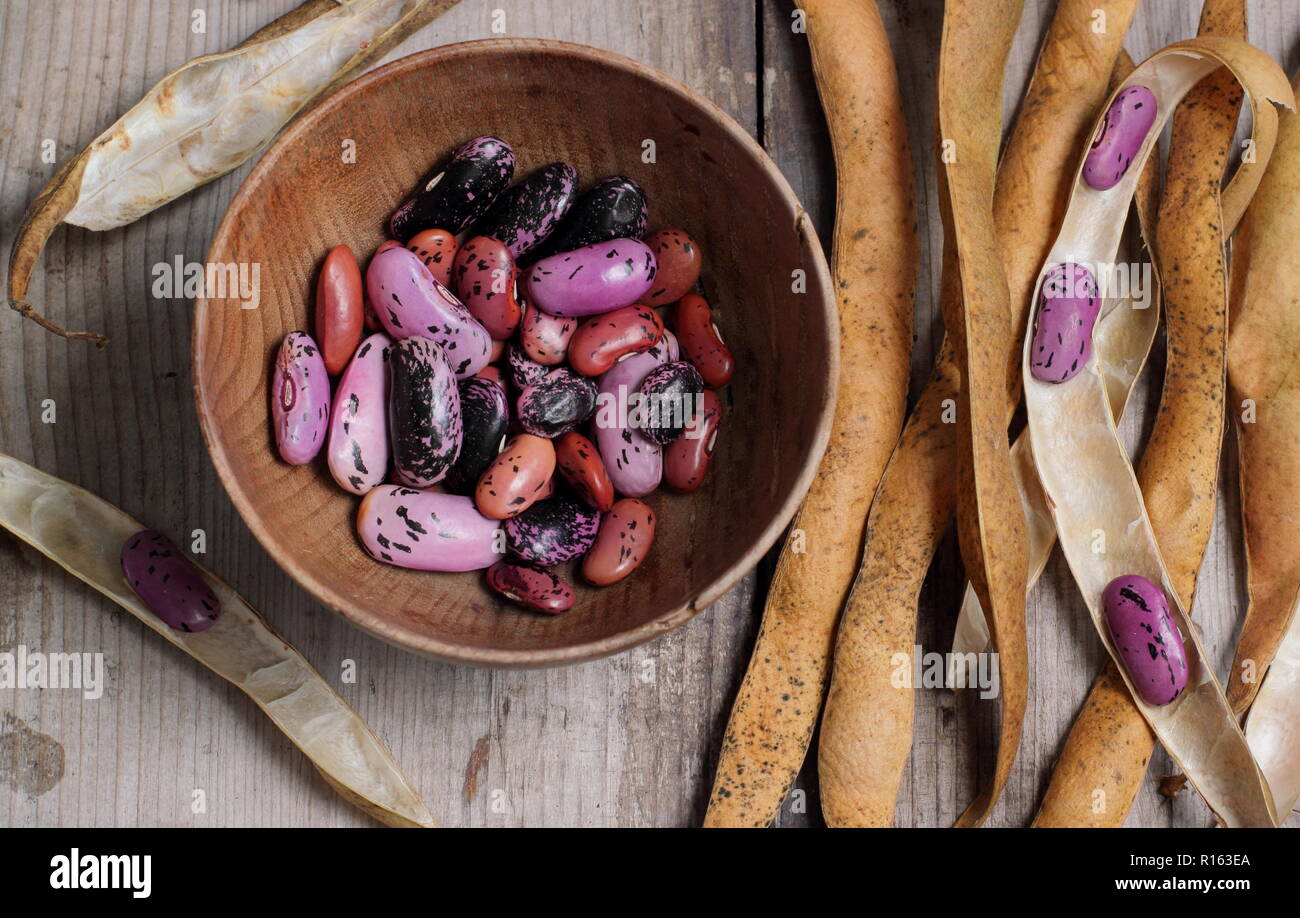 Bean seed pod hi-res stock photography and images - Alamy