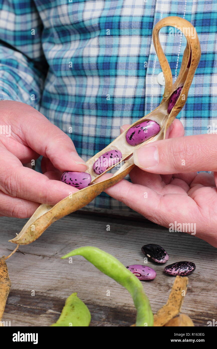 Drying bean pods hi-res stock photography and images - Alamy