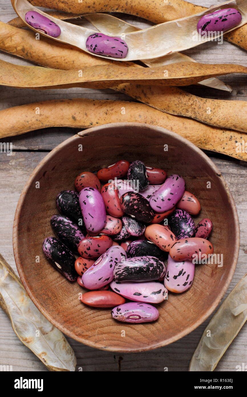 Phaseolus coccineus 'Scarlet Emperor'. Saving runner bean seed from ...