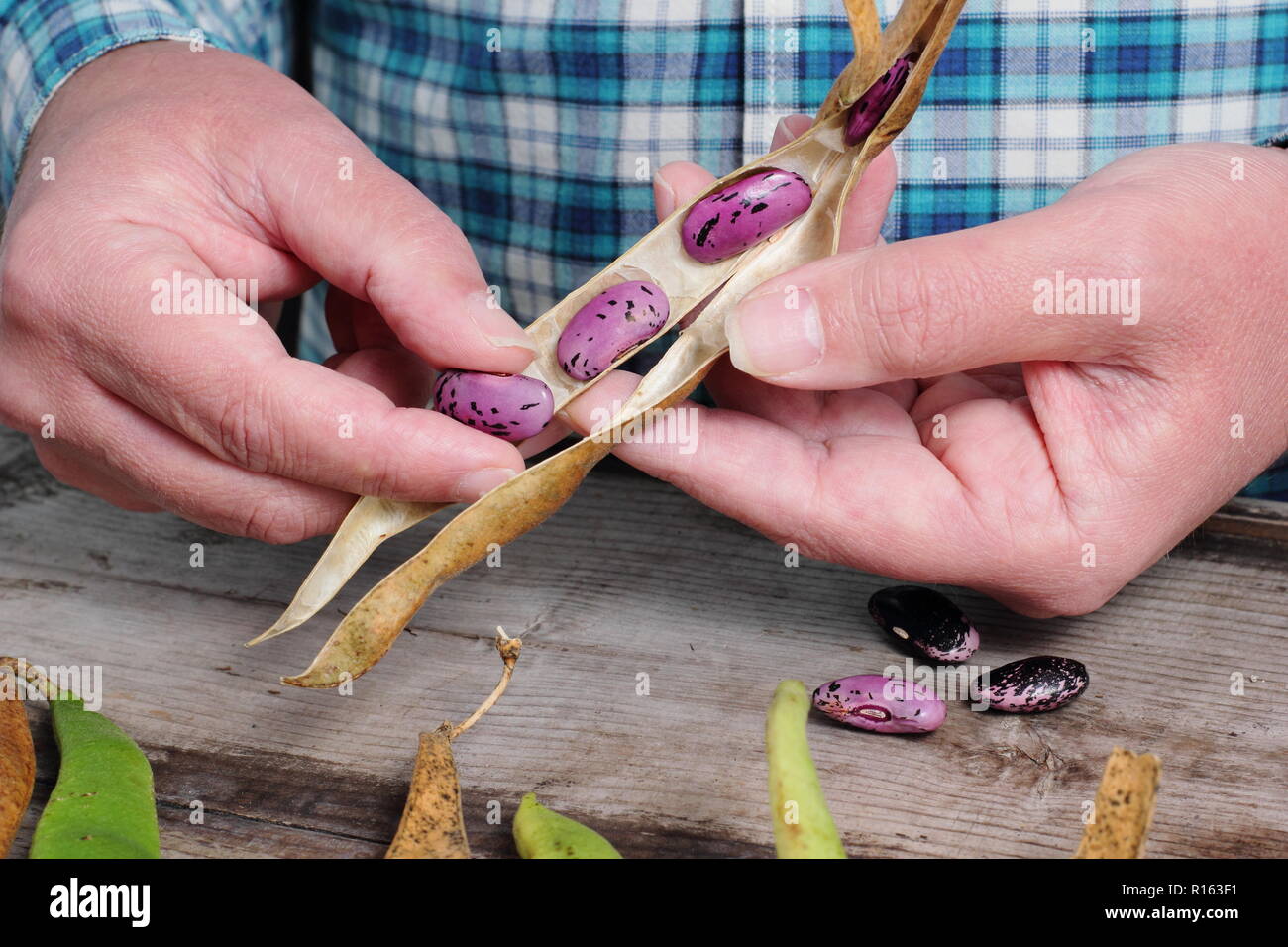 Phaseolus coccineus. Dried runner bean seed 'Scarlet Emperor' are ...