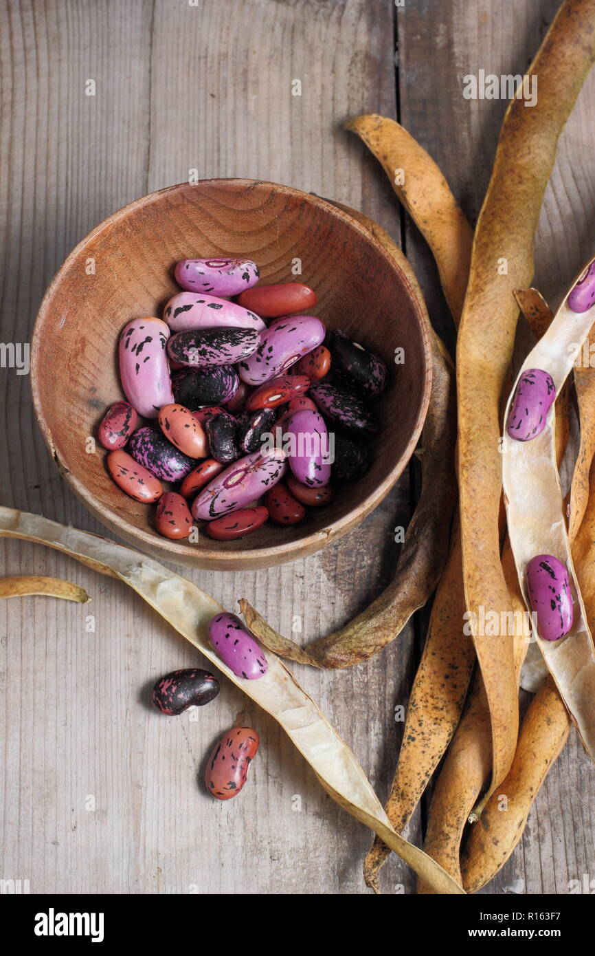 Phaseolus coccineus 'Scarlet Emperor'. Saving runner bean seed from ...