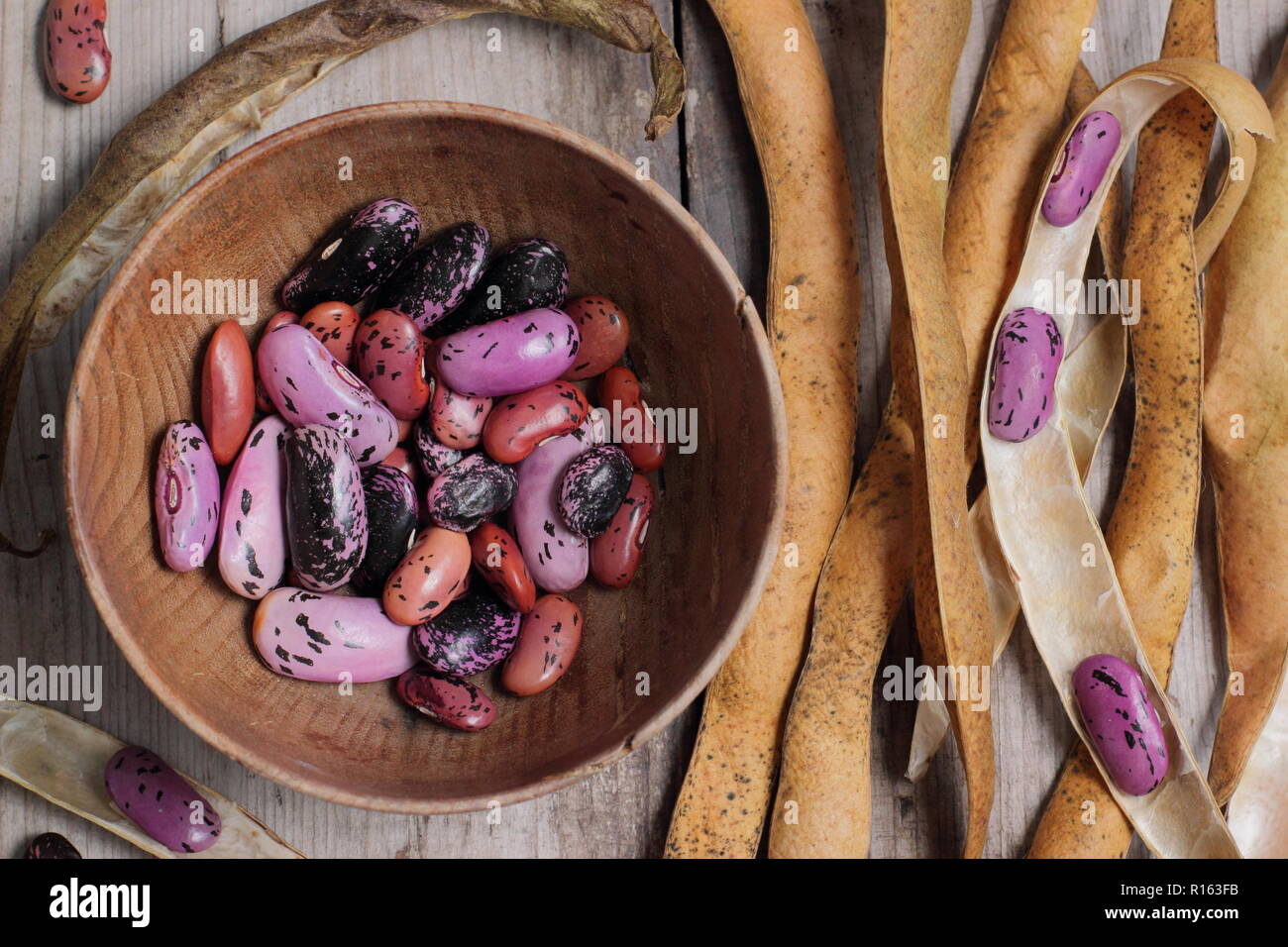 Phaseolus coccineus 'Scarlet Emperor'. Saving runner bean seed from ...