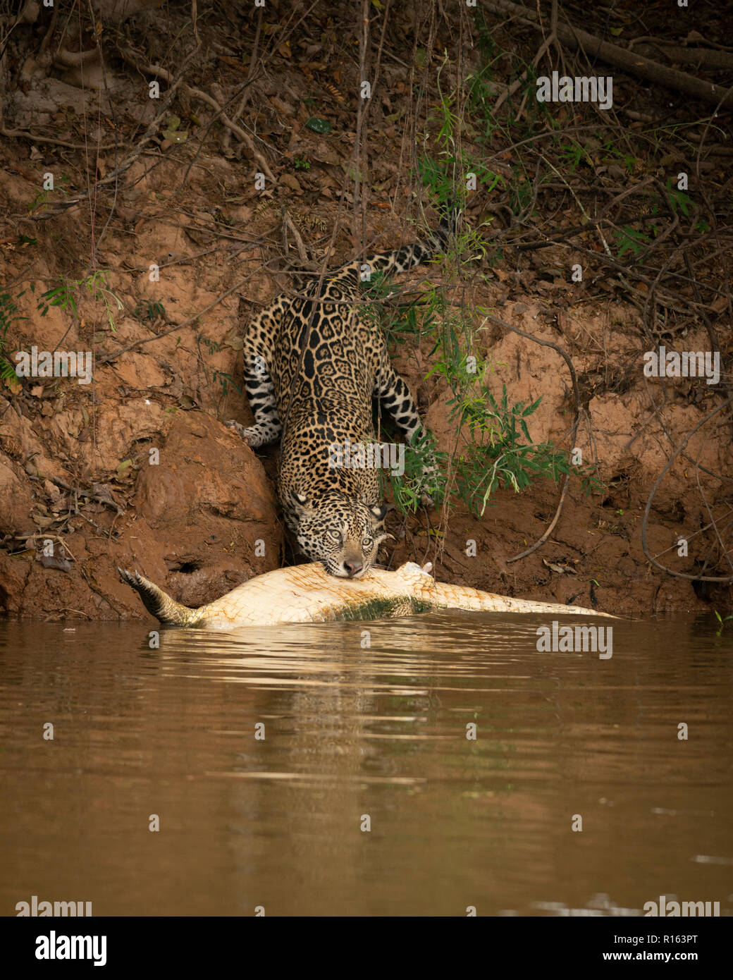 Jaguar and caiman hi-res stock photography and images - Alamy