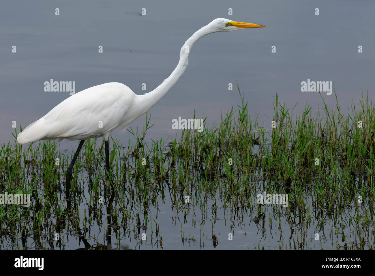 Egret kneed deep in water Stock Photo - Alamy