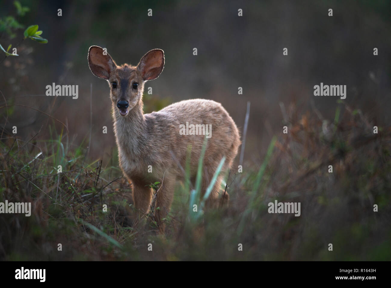 Gray brocket deer mazama gouazoubira hi-res stock photography and ...