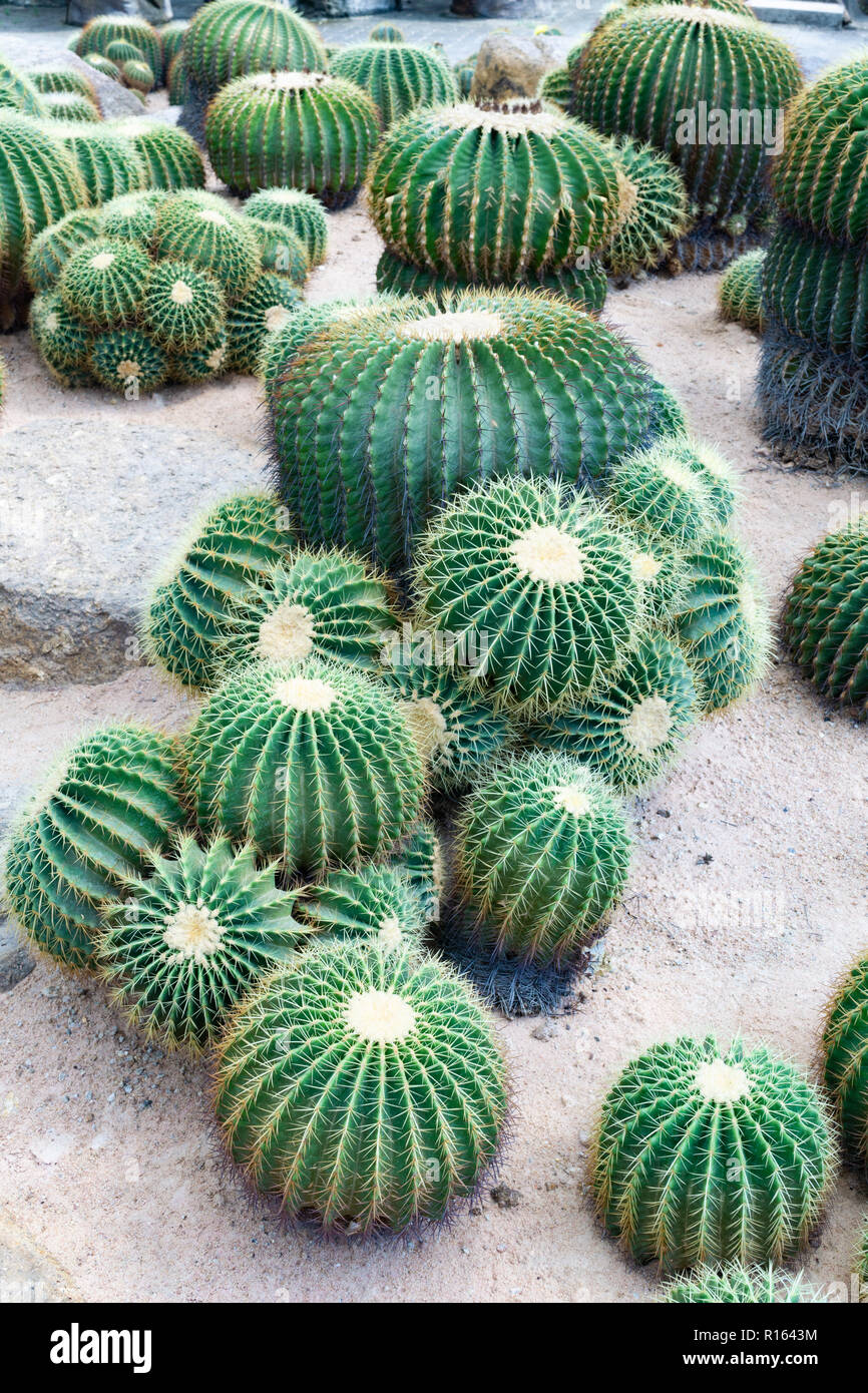 Big round cactus hi-res stock photography and images - Alamy