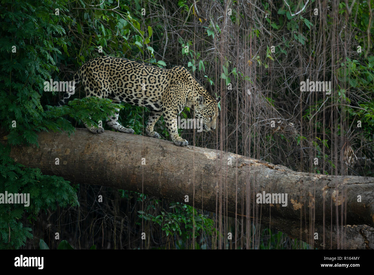 Jaguar walking on a tree hi-res stock photography and images - Alamy