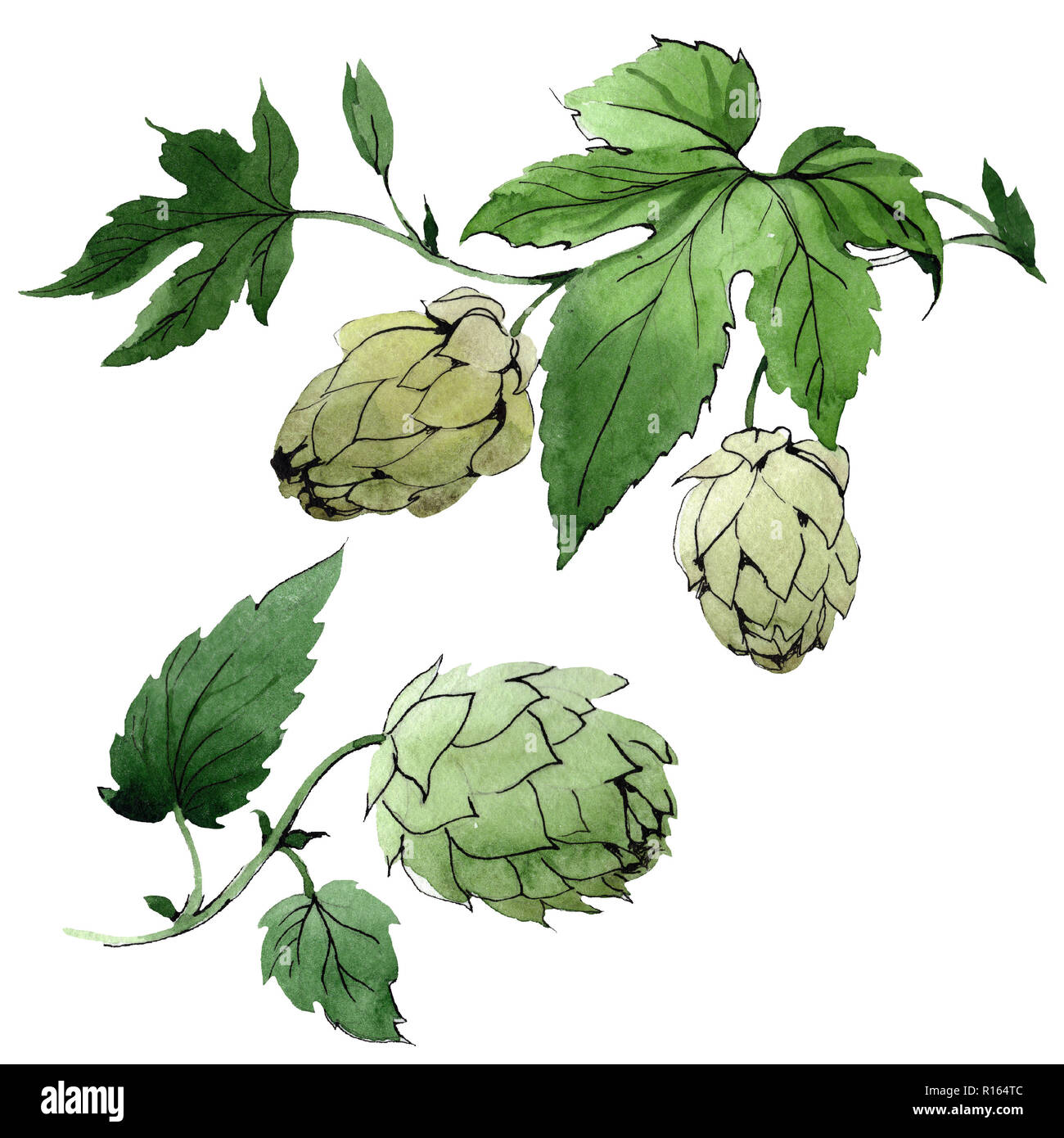 Hops illustration hi-res stock photography and images - Alamy