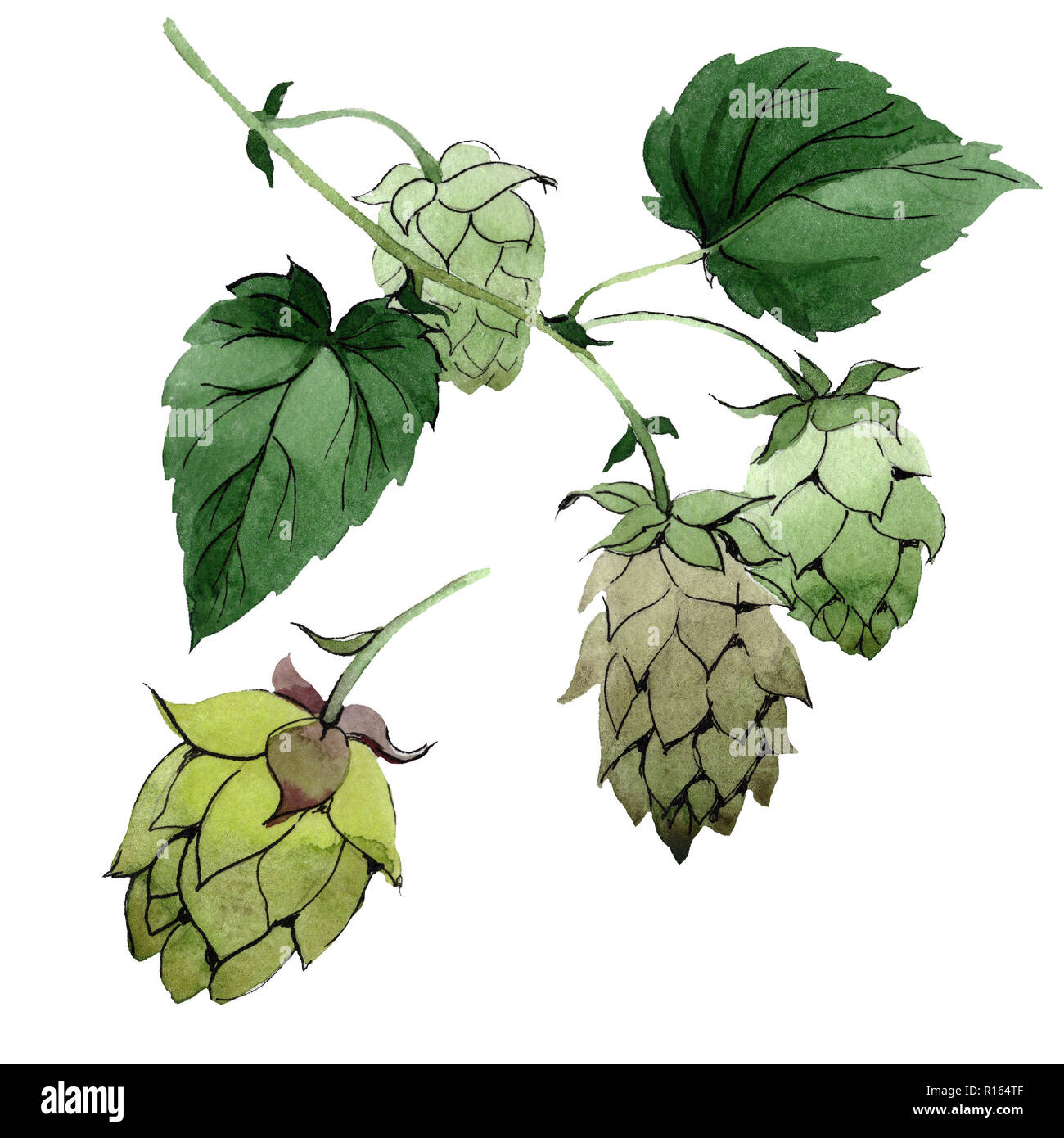 Hops. Isolated Hops illustration element. Green leaf. Leaf plant ...