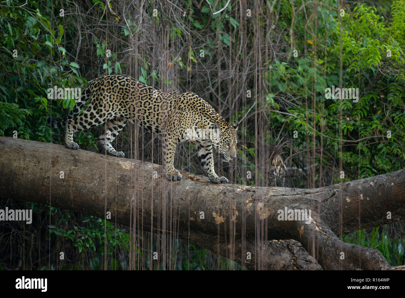 Jaguar in a tree hi-res stock photography and images - Alamy